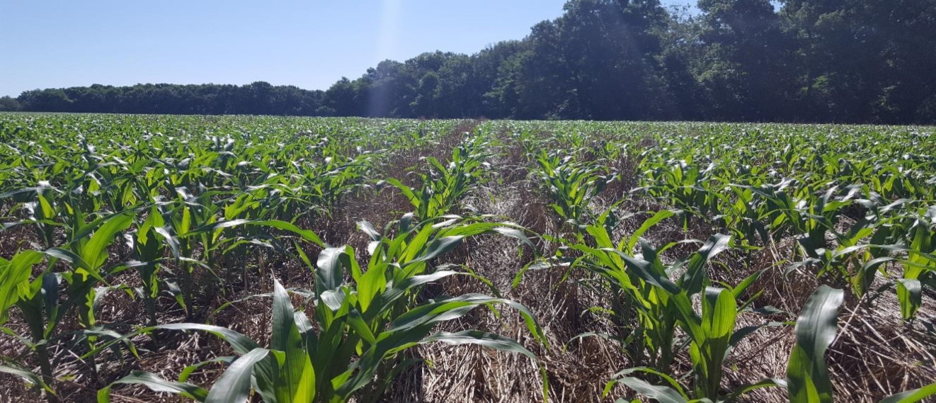 “TO PLANT GREEN OR NOT TO PLANT GREEN” | Montgomery County Soil & Water ...